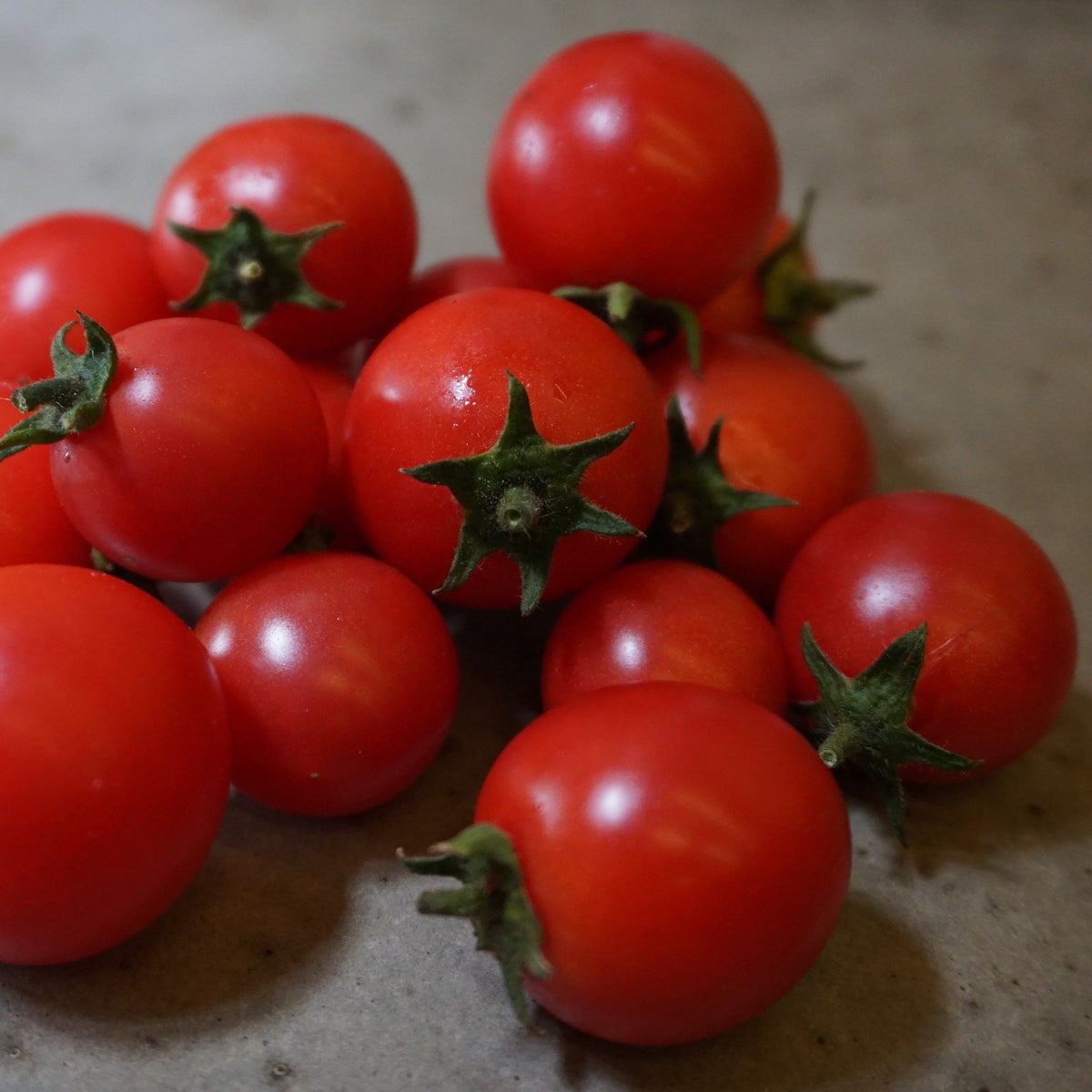 Tomato: Stupice – Foundroot