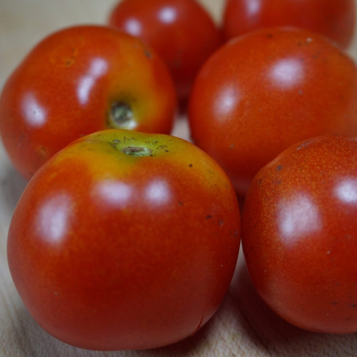 Tomato: Glacier – Foundroot