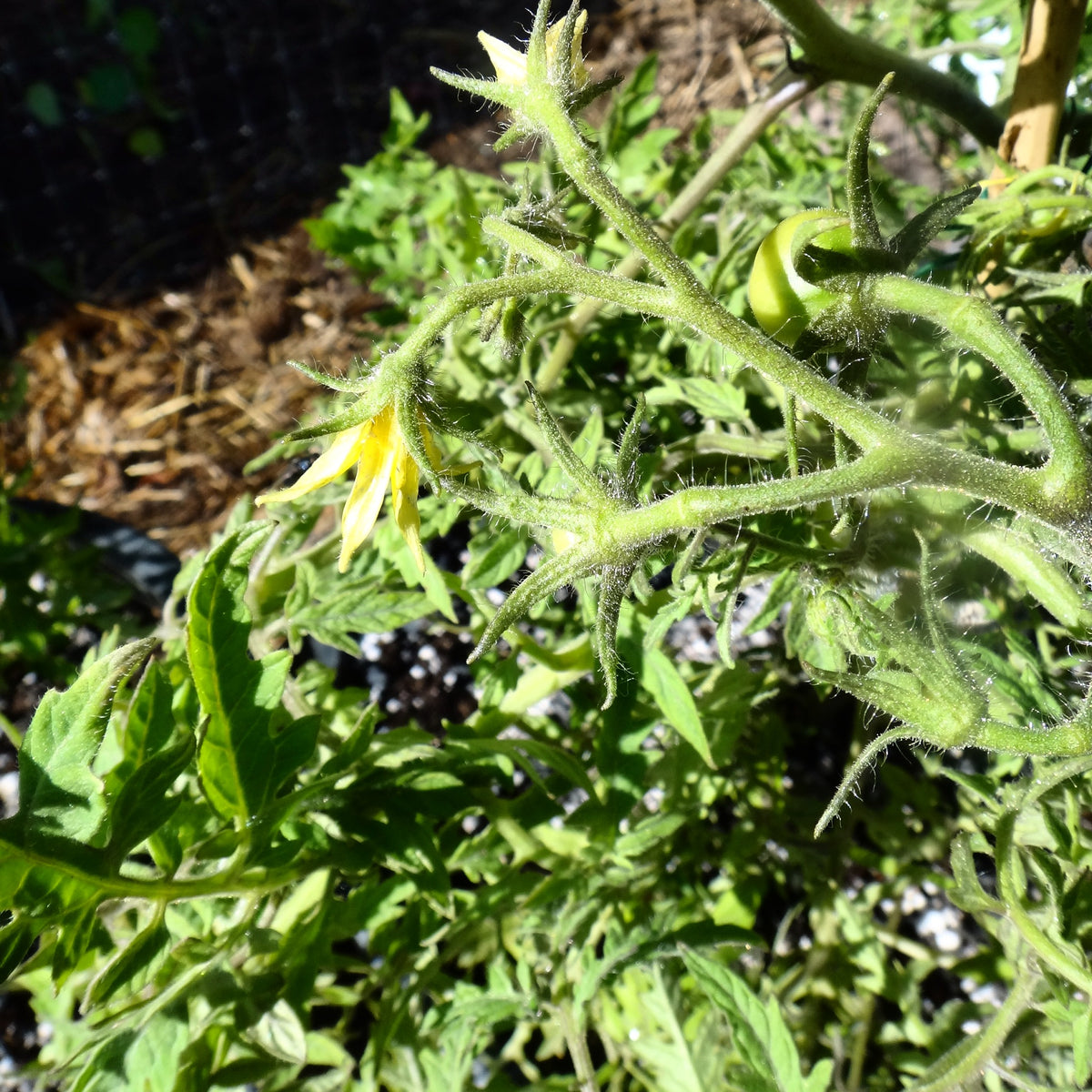 Tomato: Silvery Fir Tree – Foundroot