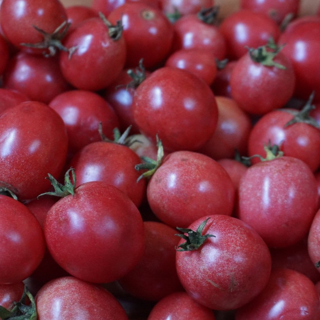 Tomato: Whippersnapper – Foundroot