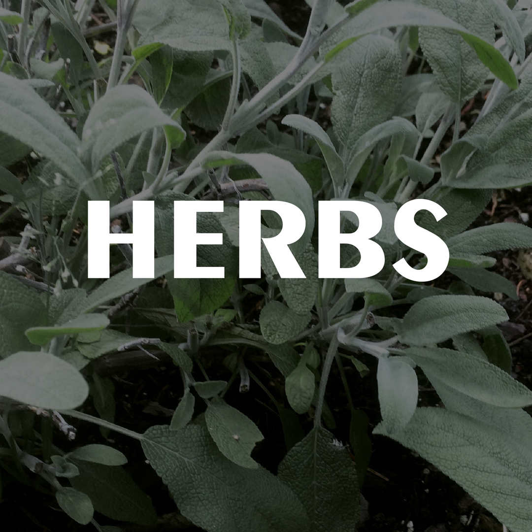 The Seed Shop – Page 5 – Foundroot