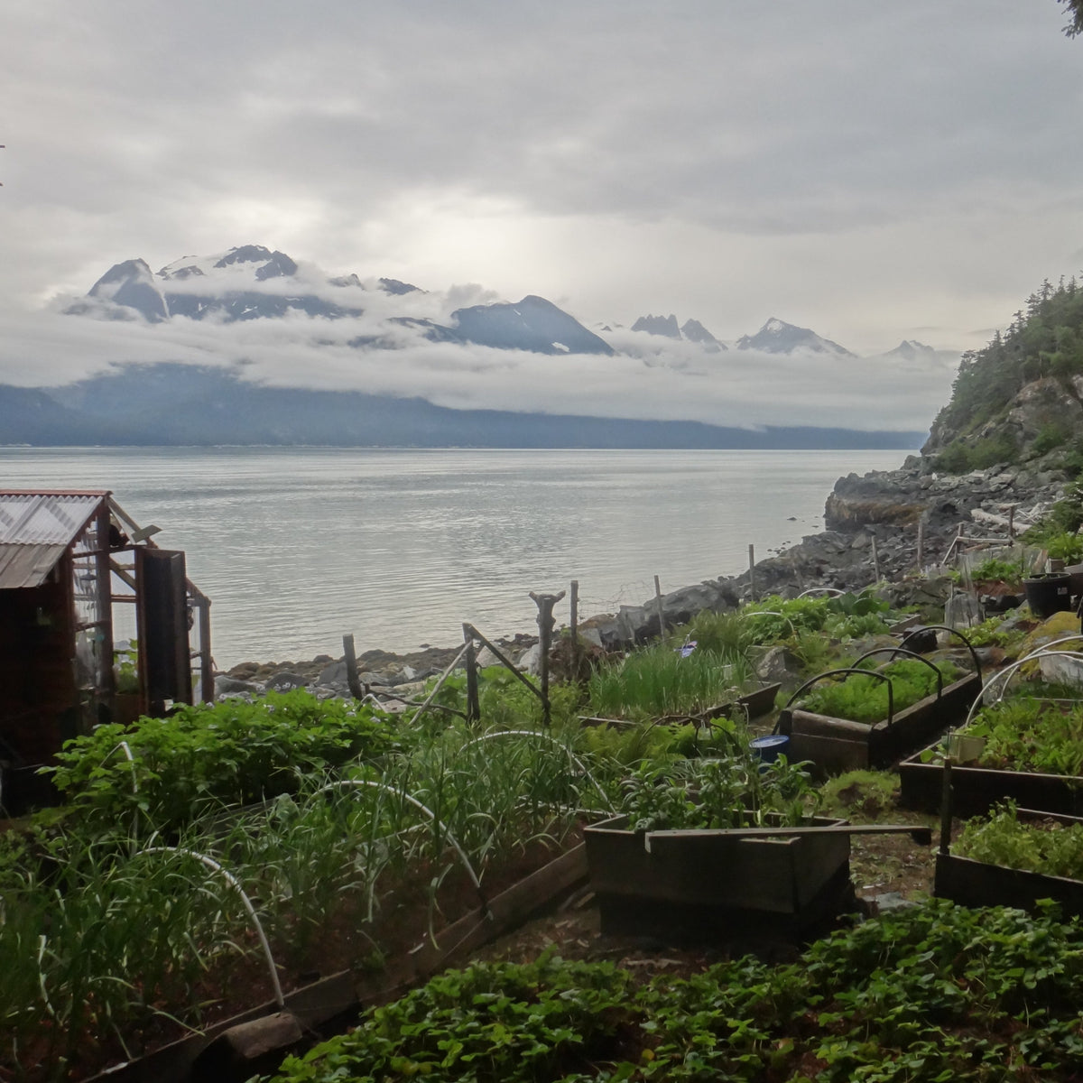 The Cheechako: A Beginner's Collection – Foundroot