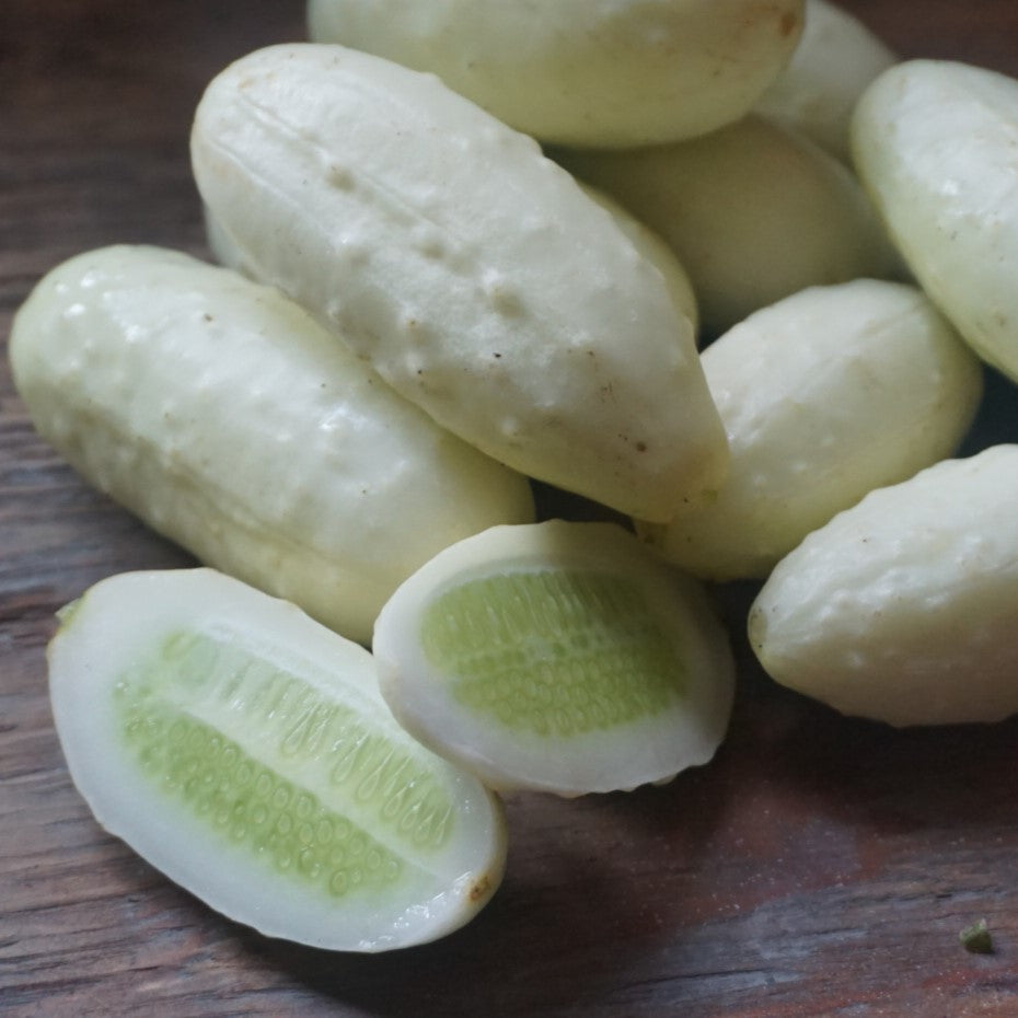 Cucumber: Mini White – Foundroot