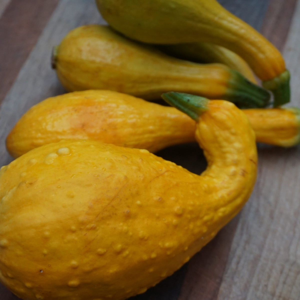 Squash: Yellow Crookneck – Foundroot