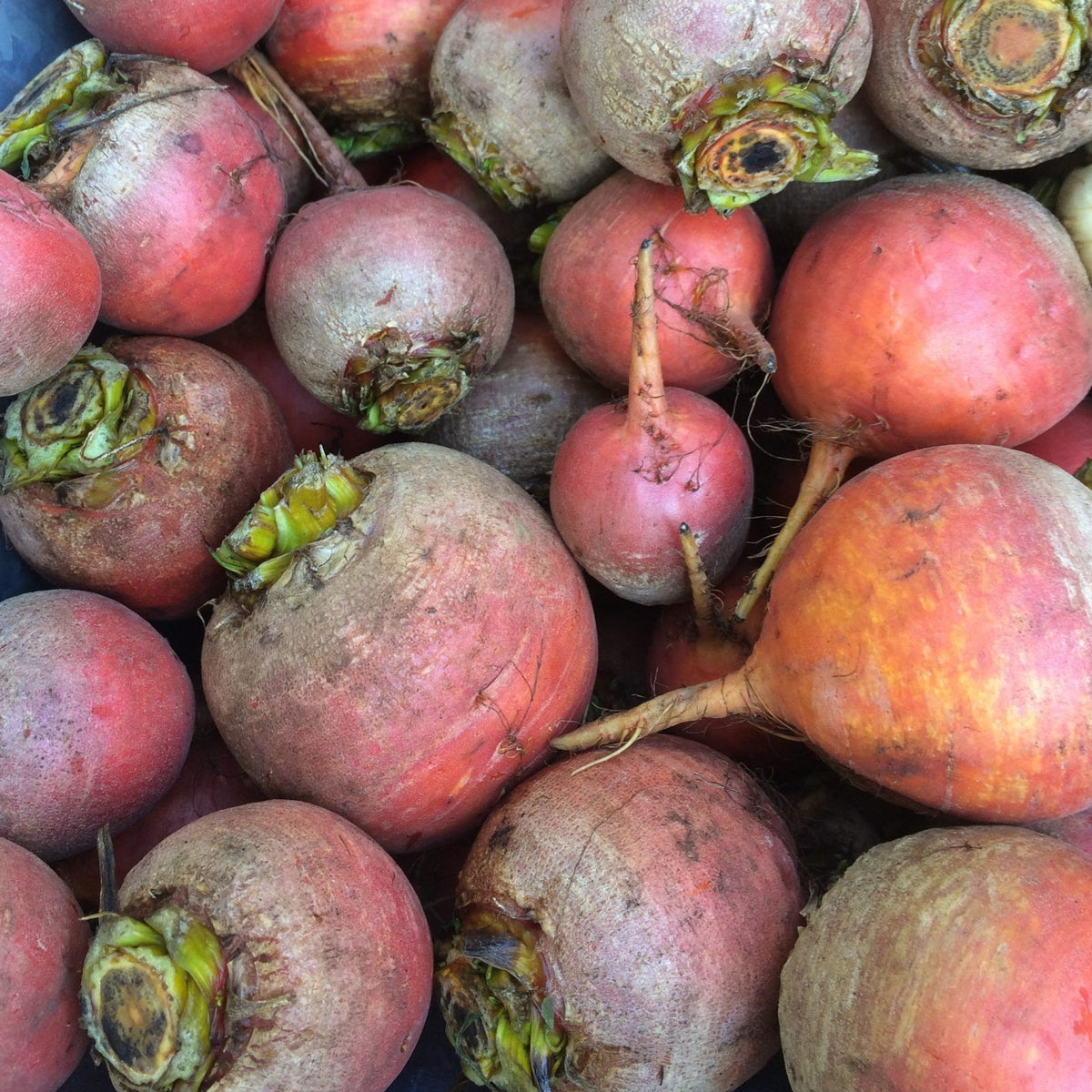 Beet: Golden Detroit – Foundroot