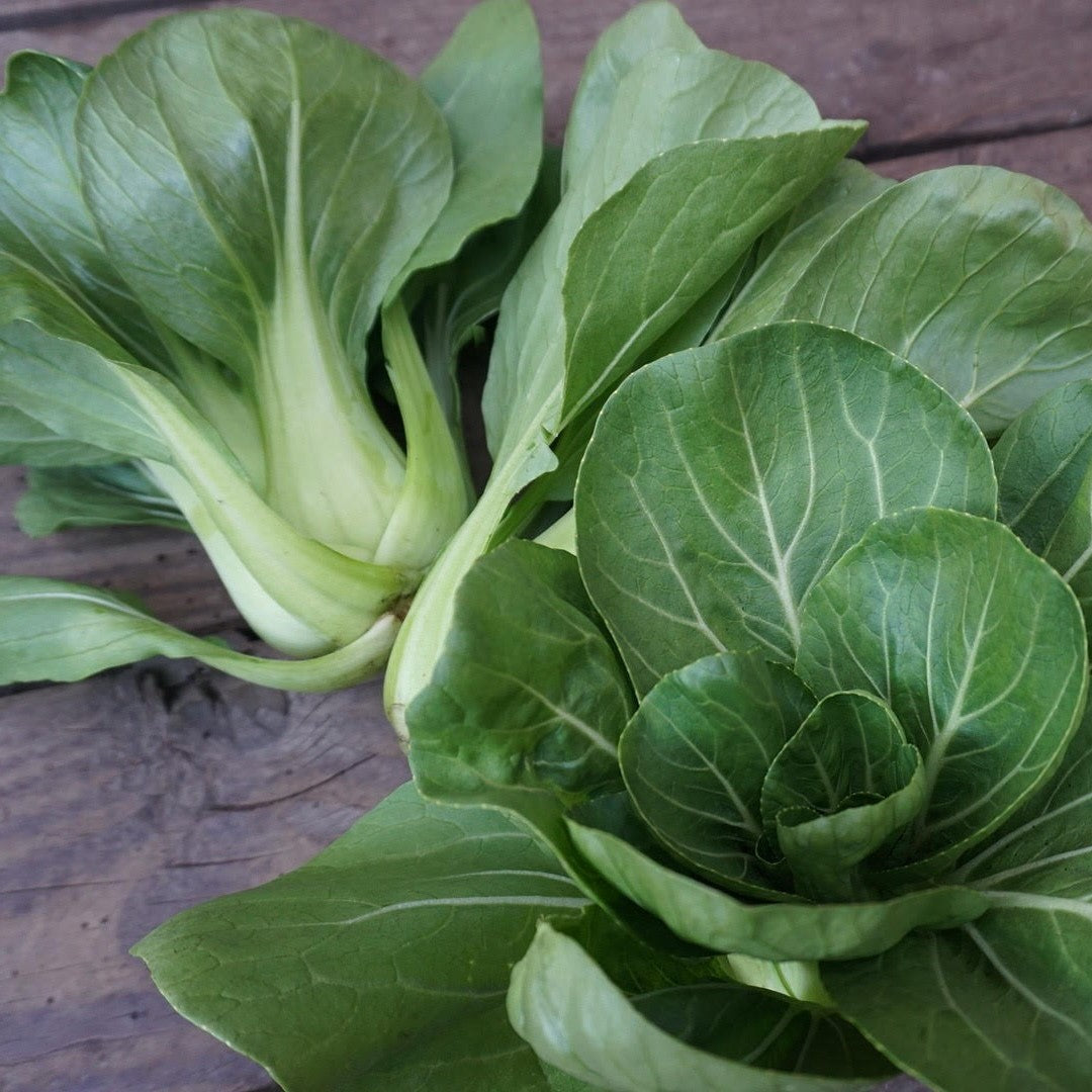 Pak Choi: Shanghai Green – Foundroot