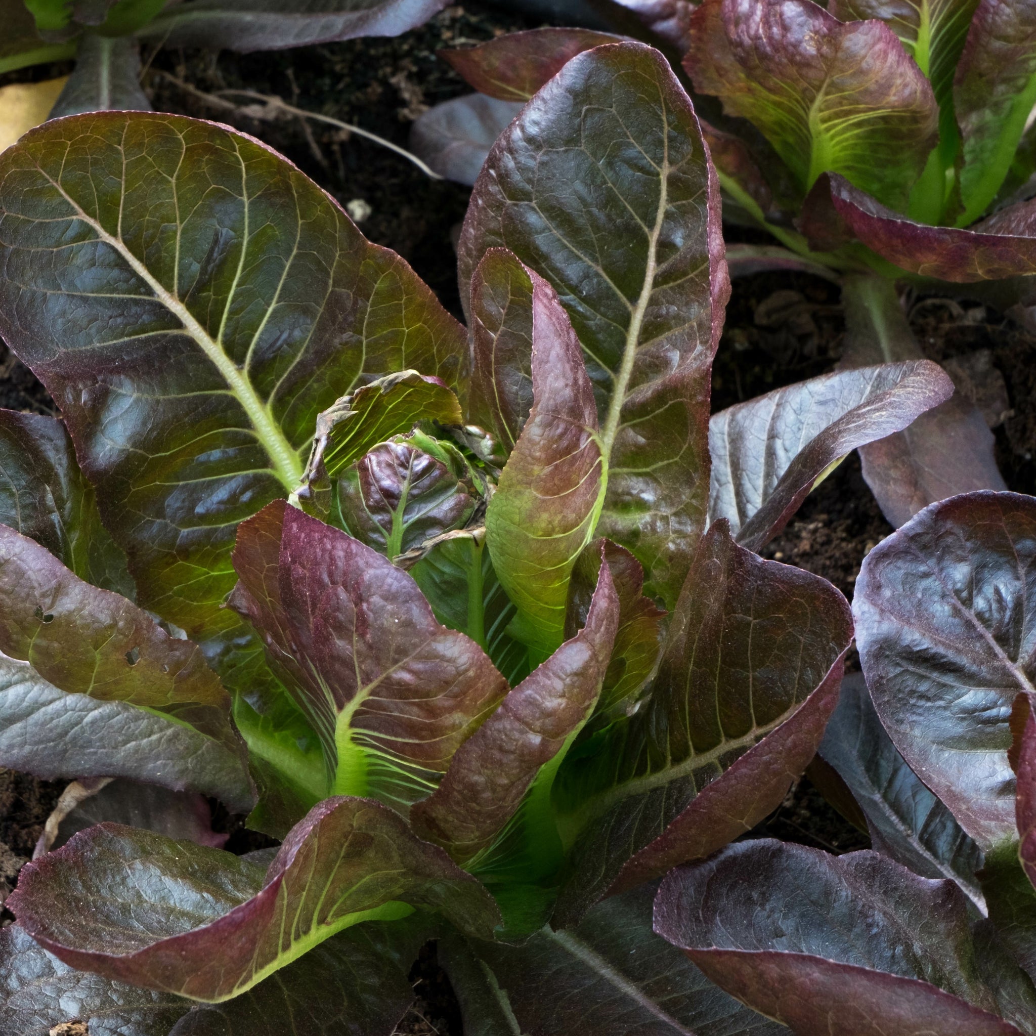 Lettuce: Red Romaine – Foundroot
