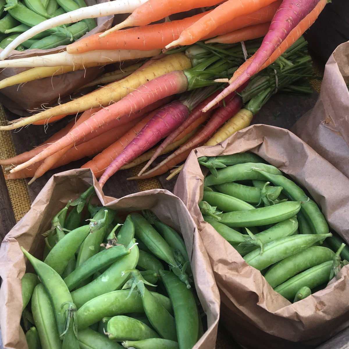 Pea: Sugar Ann – Foundroot