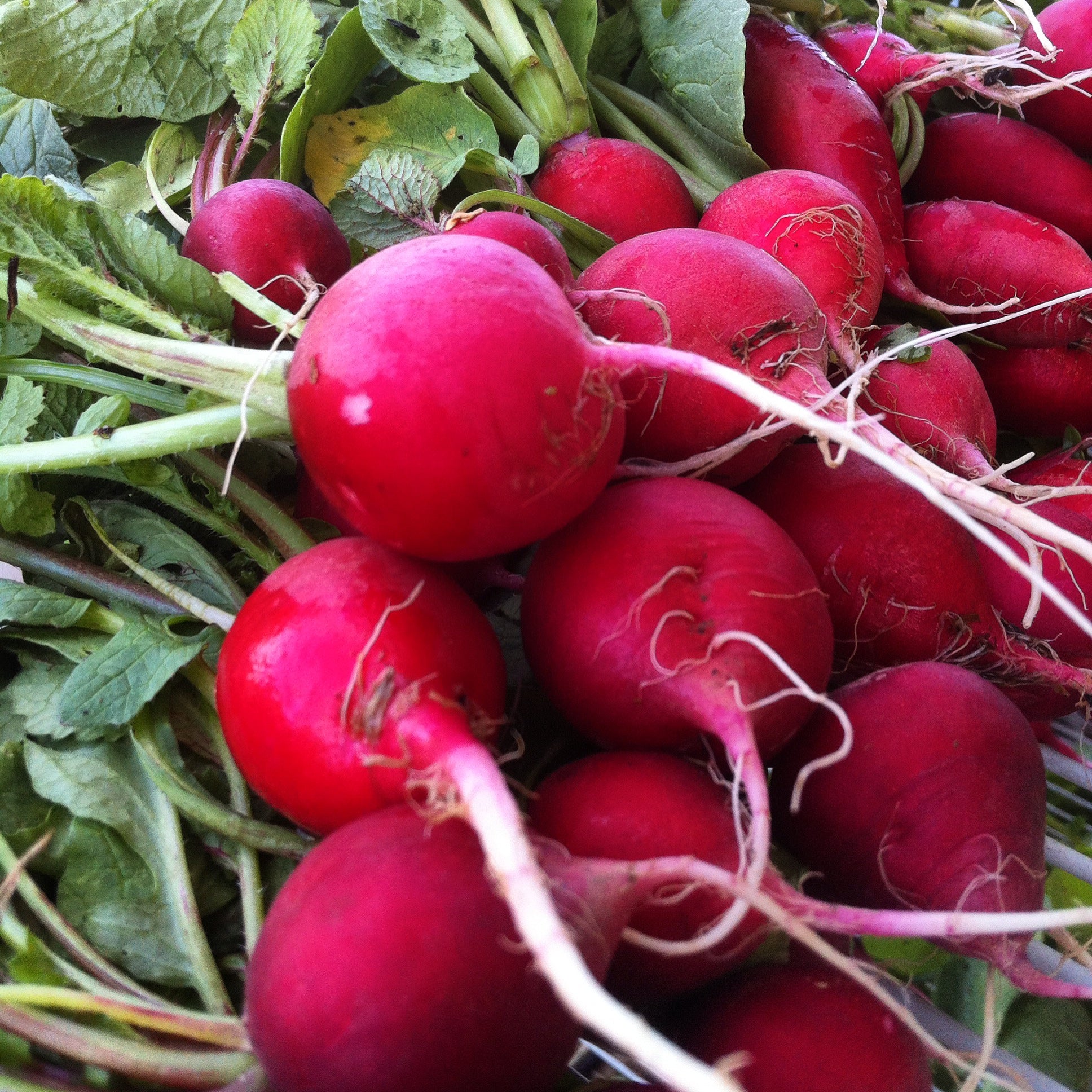 Radish: Champion – Foundroot